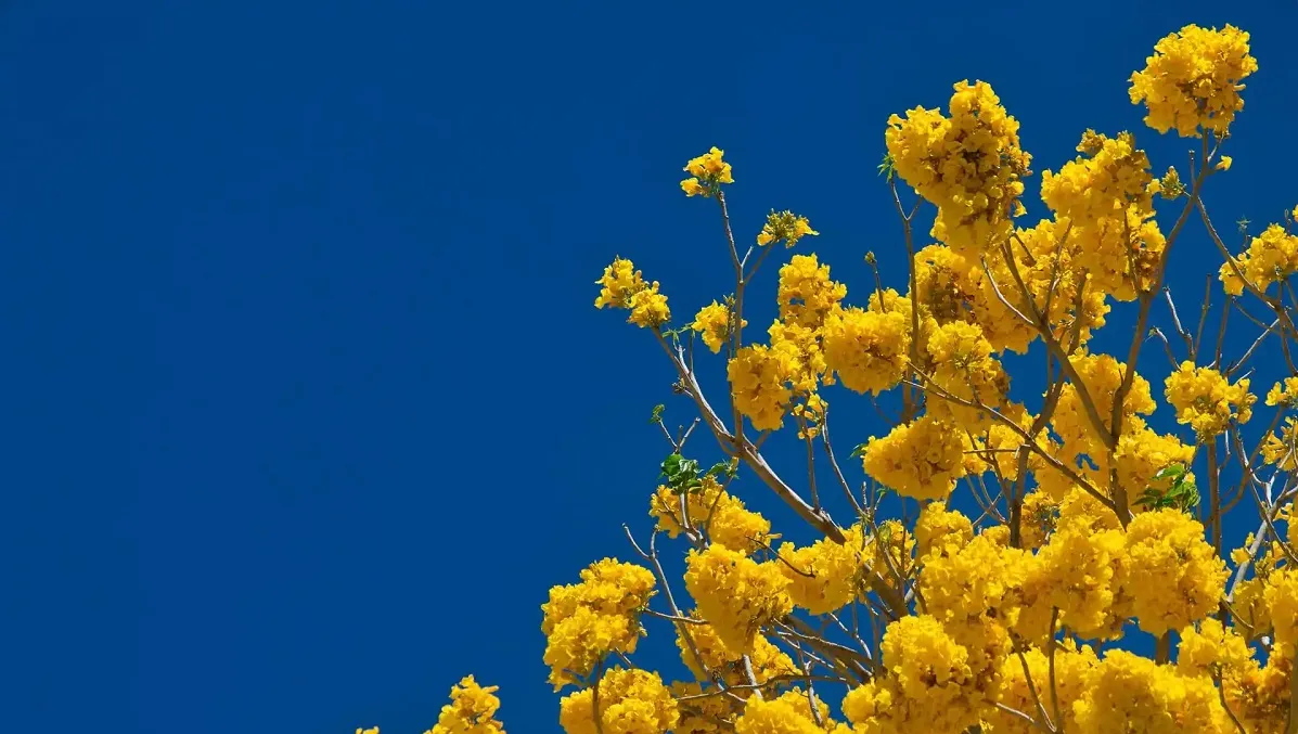 Spring Yard Clean Up in Calgary | Power raking & Aeration
